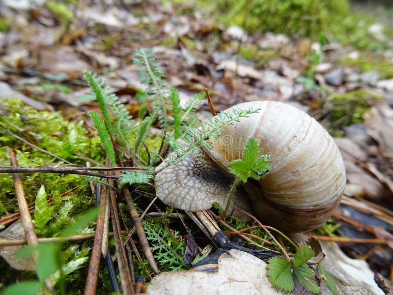 Close-up of a Snail Shell in Natural Conditions. a Large Shell in the ...