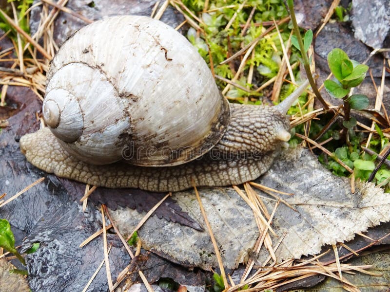 Close-up of a Snail Shell in Natural Conditions. a Large Shell in the ...