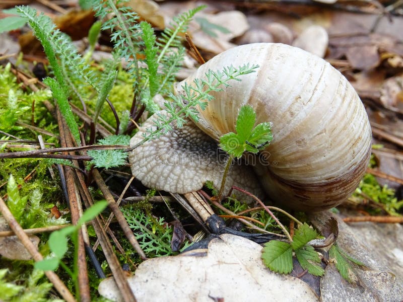 Close-up of a Snail Shell in Natural Conditions. a Large Shell in the ...