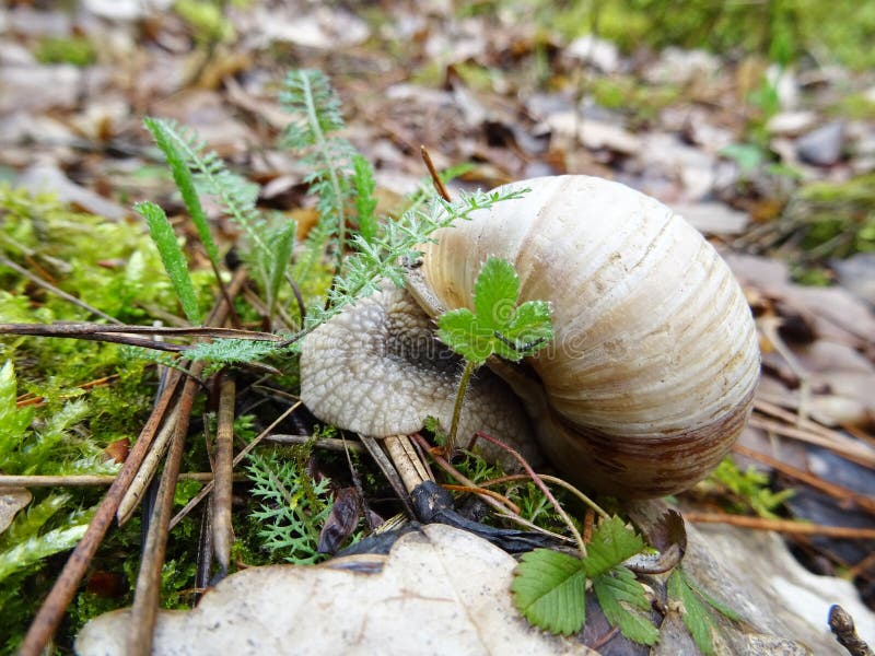 Close-up of a Snail Shell in Natural Conditions. a Large Shell in the ...