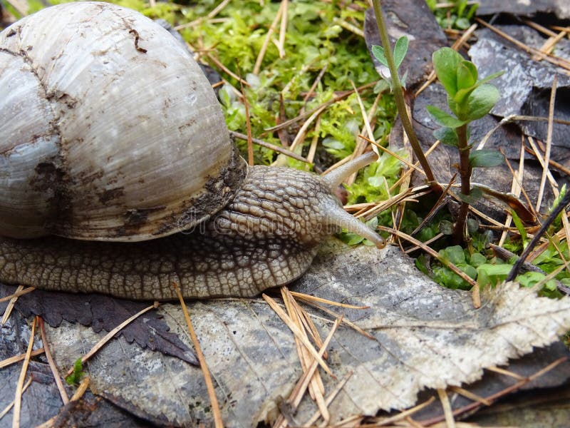 Close-up of a Snail Shell in Natural Conditions. a Large Shell in the ...