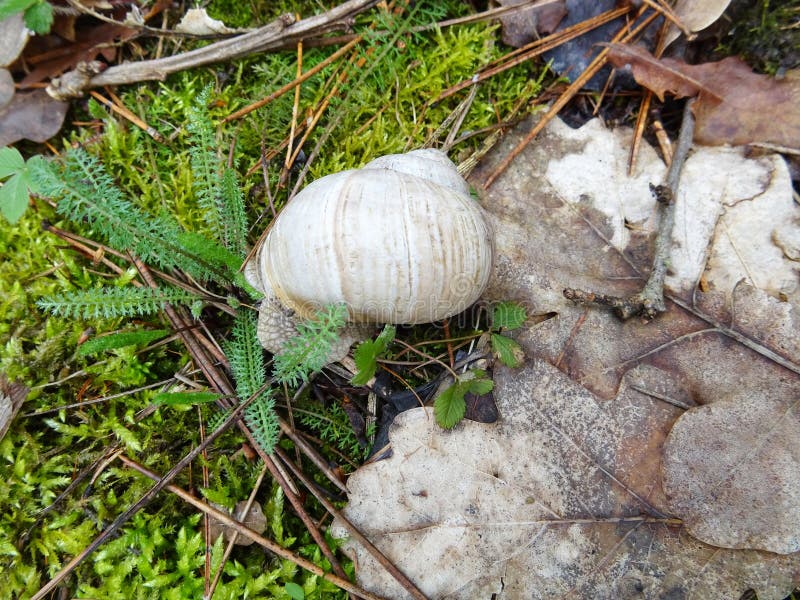 Close-up of a Snail Shell in Natural Conditions. a Large Shell in the ...