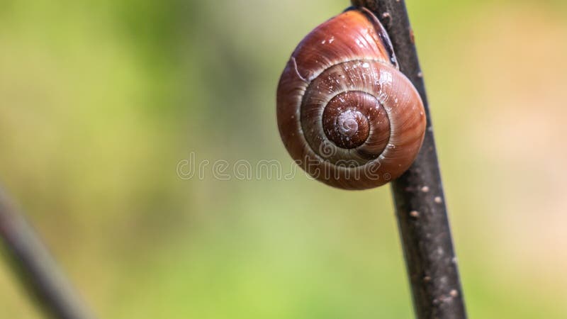 Close Up of a Snail Shell in Nature Stock Photo - Image of outdoor ...