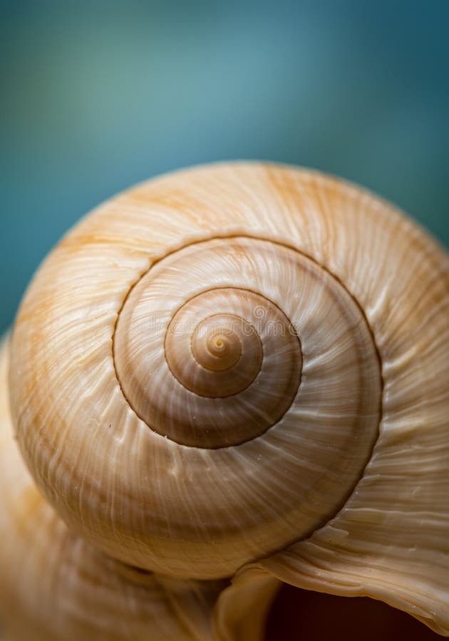 Close-up of a Snail Shell, Showing Its Helical Pattern and Smooth ...