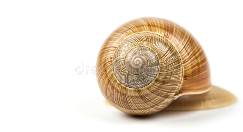 Snail shell pattern stock illustration. Illustration of theme - 40807922