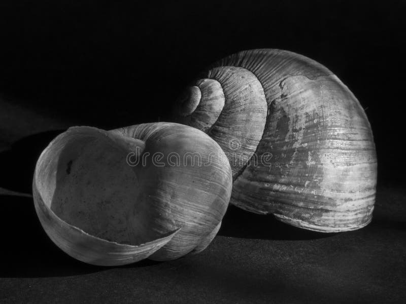 Close-Up of Snail Shells in Dramatic Monochrome Lighting Stock Photo ...