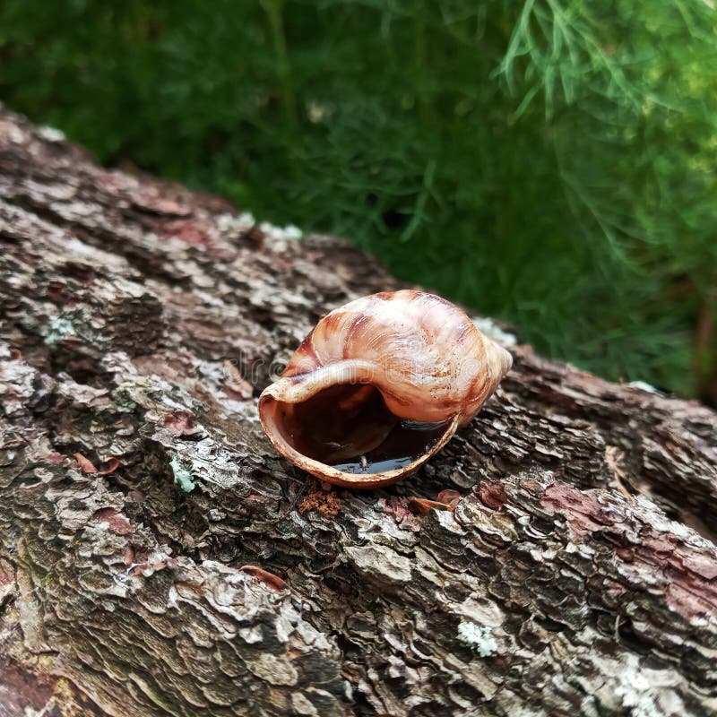Close-up of Snail Shells with Tree Trunks and Leaves As a Background ...