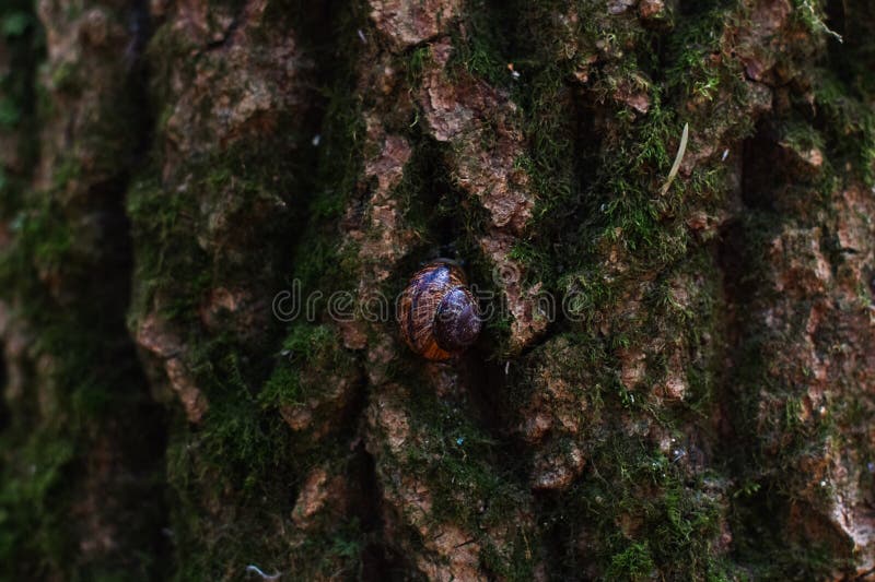 A Close-up of a Snail Slowly Crawling Along a Mossy Tree Trunk Highlighting the Complex Texture ...