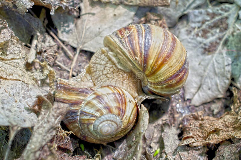 Close up of snail stock image. Image of edible, large - 68111453