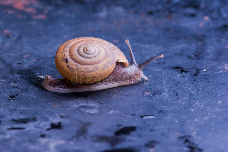 Close Up Snail on the Table Stock Photo - Image of house, green: 181782076