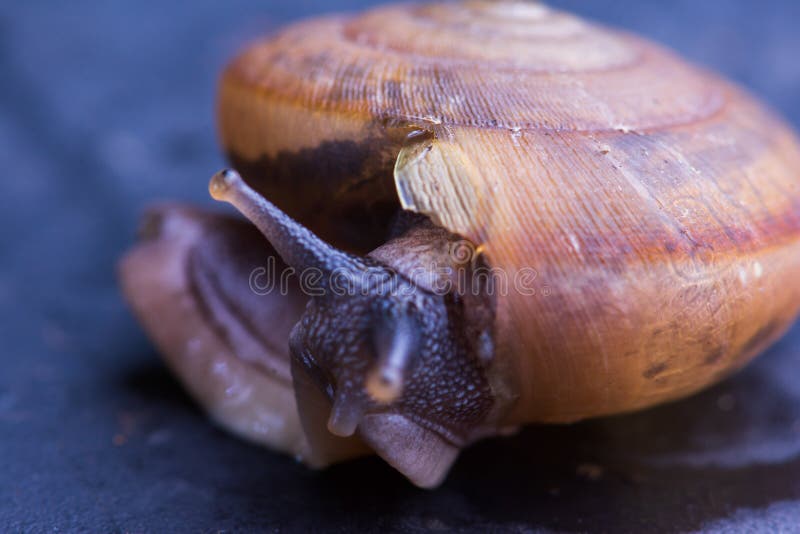 Close Up Snail on the Table Stock Photo - Image of background, house ...