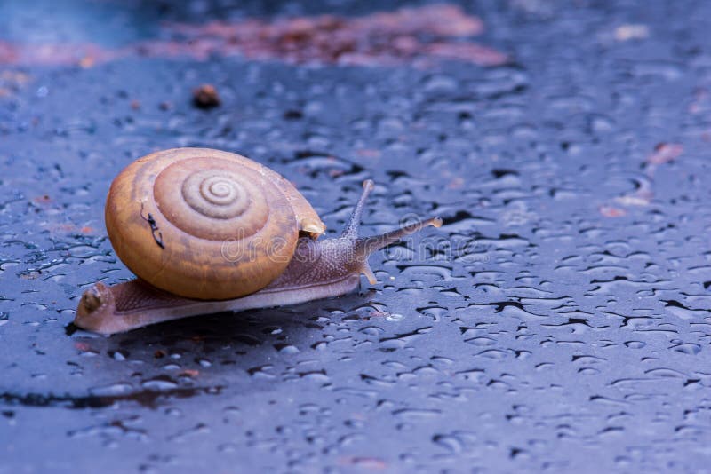 Close Up Snail on the Table Stock Image - Image of snail, food: 181782217