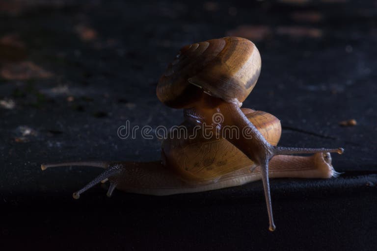 Close Up Snail on the Table Stock Image - Image of closeup, slug: 181782323