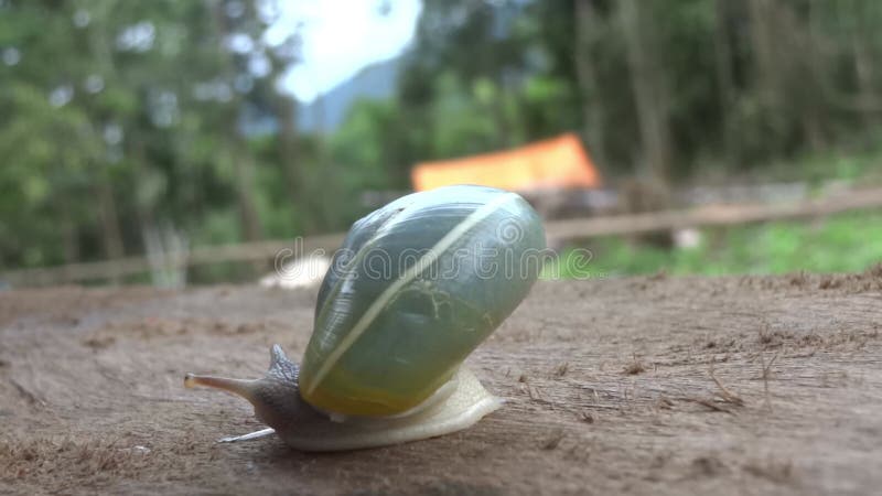 Close-up of Snail with Translucent Shell on Wood Stock Video - Video of ...