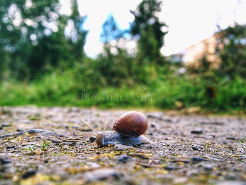 Close Up of a Snail on Walk Way Stock Photo - Image of close, snail ...