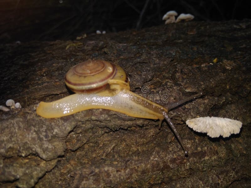 Close-up of a Snail, a Snail Walking on a Piece of Wood Stock Photo ...