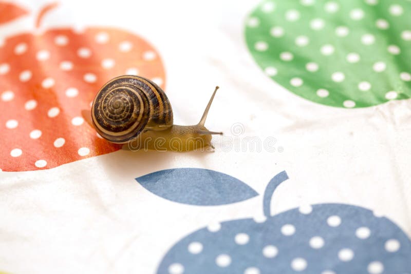 Close-up of a Snail Walking on a Table Stock Photo - Image of sliding ...