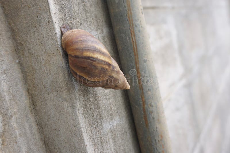 Snail on wall stock photo. Image of shell, climb, closeup - 103830196