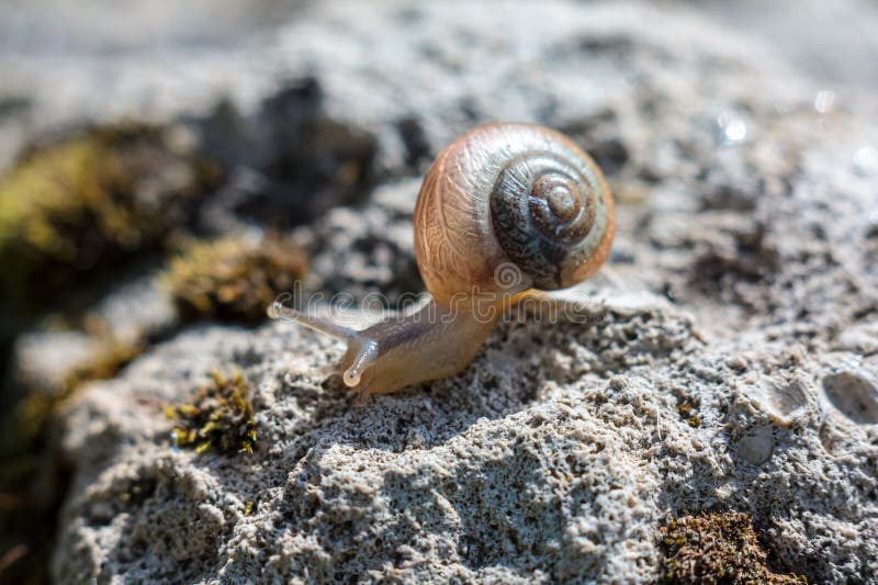 Close-up of a Snail in the Wild, Showing Its Shell and Texture in ...