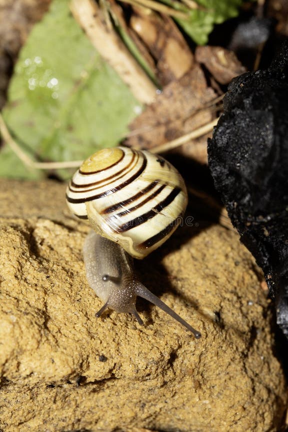 Close Up of Snails on a Moist Ground after Rain Stock Photo - Image of ...