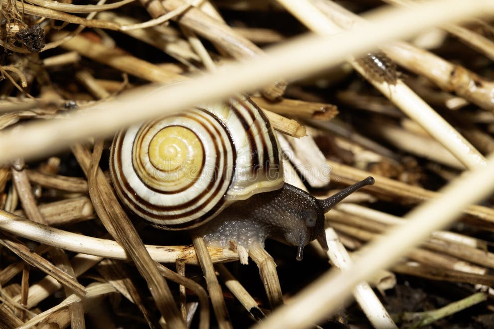 Close Up of Snails on a Moist Ground after Rain Stock Photo - Image of ...