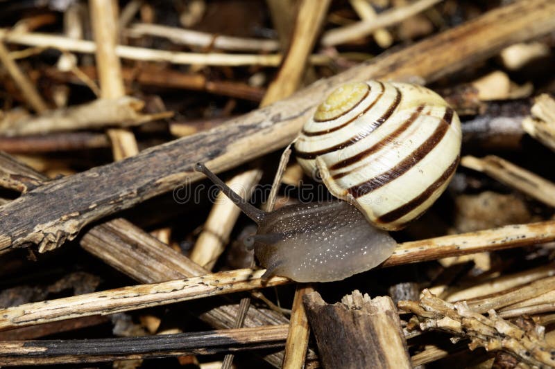 Close Up of Snails on a Moist Ground after Rain Stock Image - Image of ...