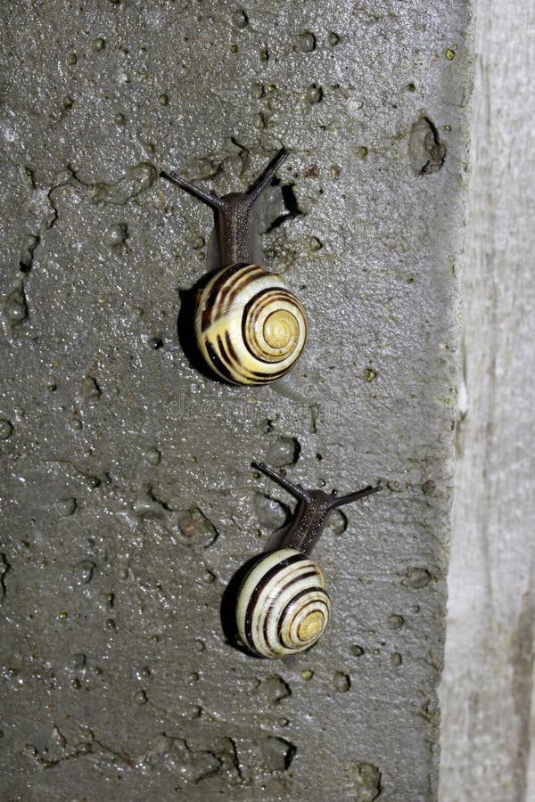 Close Up of Snails on a Moist Ground after Rain Stock Photo - Image of ...