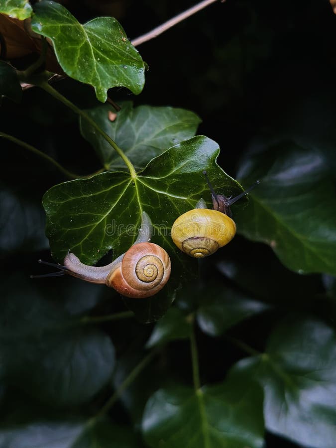 Close-up of Snails Slowly Making Their Way Toward a Leaf Stock Photo ...