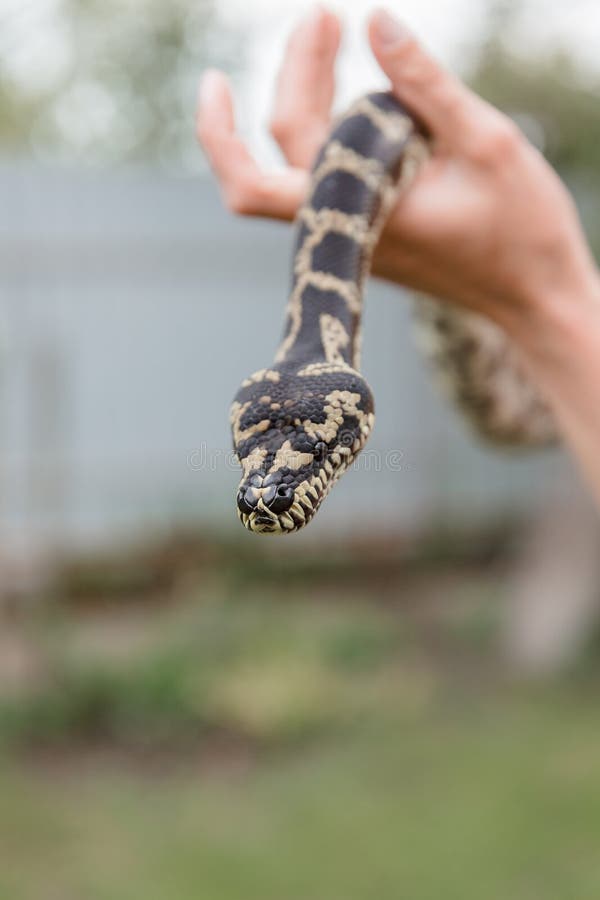 Close-up Snake. Snake Boa Constrictor. Reptile Exotic Animal. Stock ...