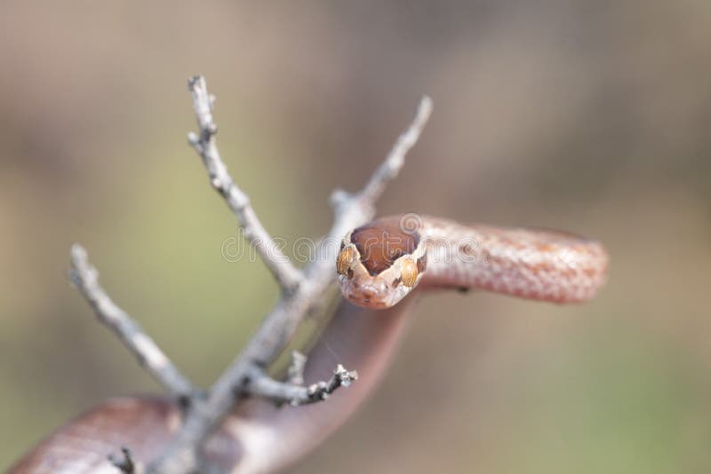 Snake Coiled Around a Branch. Stock Image - Image of predator, jungle ...