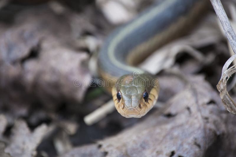Snake Slithering on Ground Close Up Stock Photo - Image of ground ...
