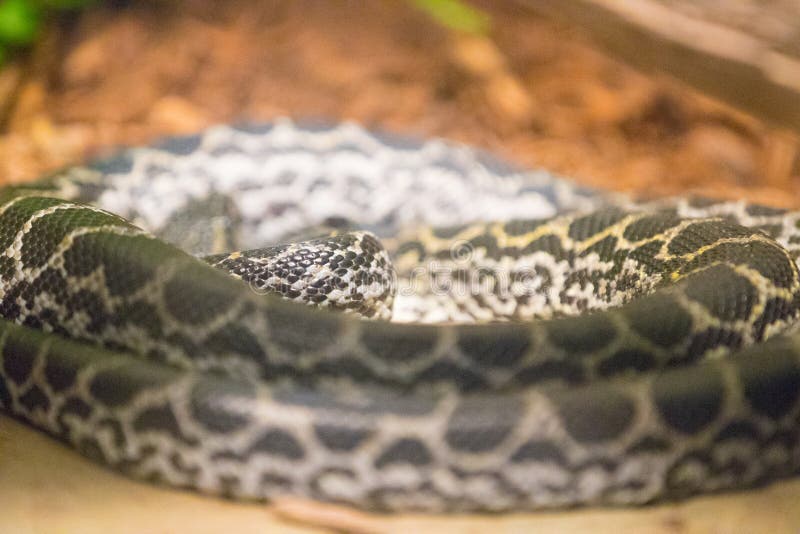 Close Up Snake Curled Up in a Rock. Stock Photo - Image of direction ...
