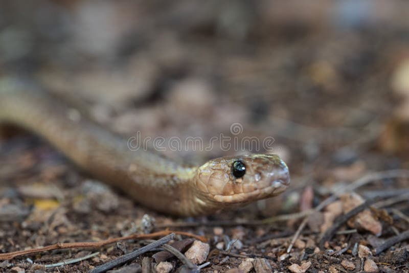 Close up of snake plant stock image. Image of sansevieria - 278247373
