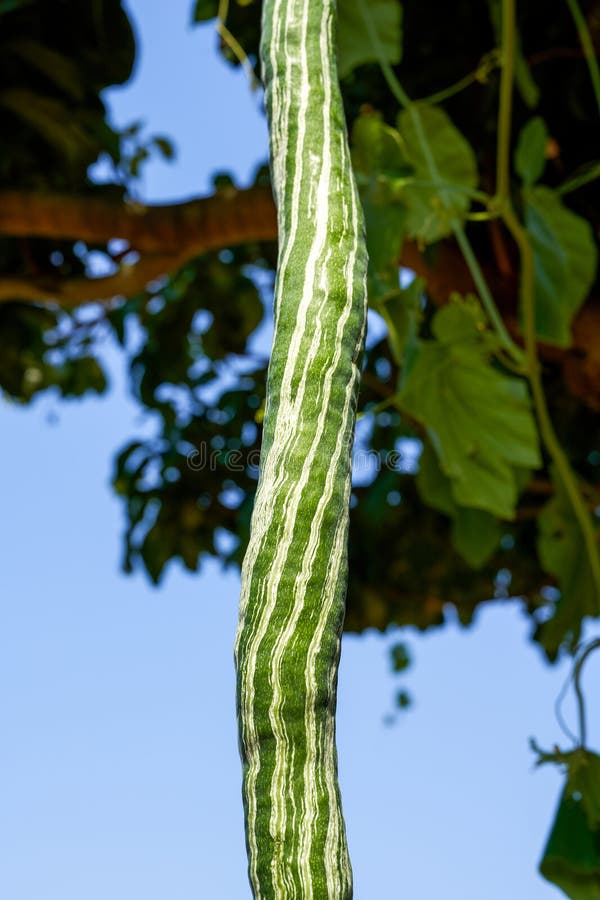 Close-up of Snake Gourd Grown in the Farm Stock Image - Image of yellow ...