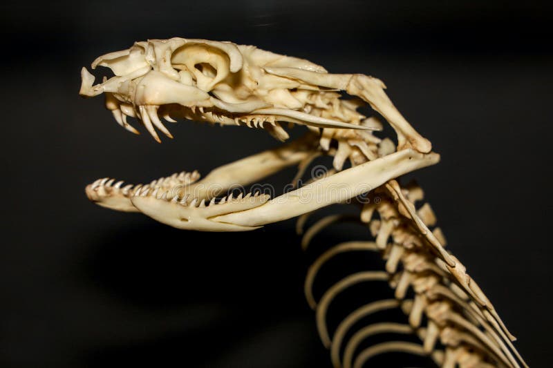 Close Up Snake Head Bone on Black Background Stock Photo - Image of ...