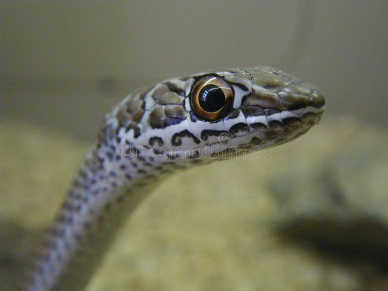 Close up of snake head stock photo. Image of black, herpetology - 157351220