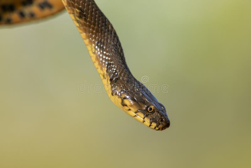Snake close up stock photo. Image of wild, bush, dangerous - 173132888