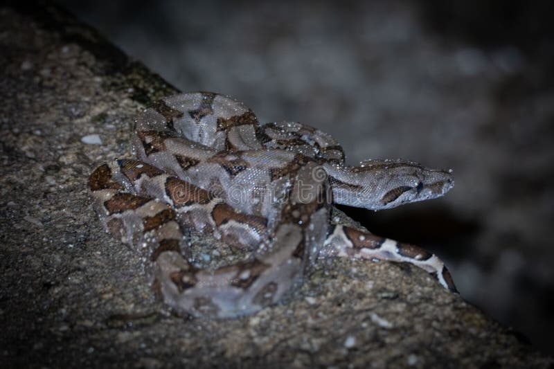 Close-up of a Patterned Snake on Rocks. Stock Illustration ...