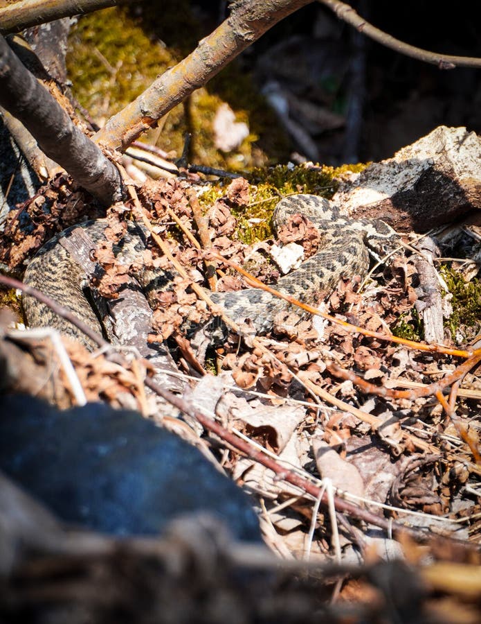 A Close Up of a Snake during Spring Stock Image - Image of animal ...
