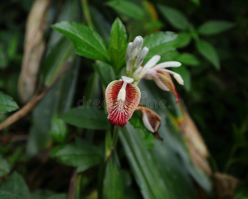 Alpinia Calcarata Stock Photos - Free & Royalty-Free Stock Photos from ...
