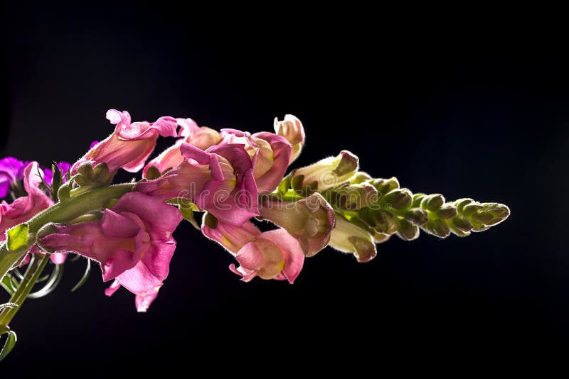 Close up of snapdragon. stock image. Image of antirrhinum - 86267555