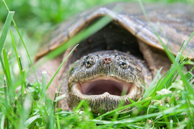 134 Snapping Turtle Mouth Stock Photos - Free & Royalty-Free Stock ...