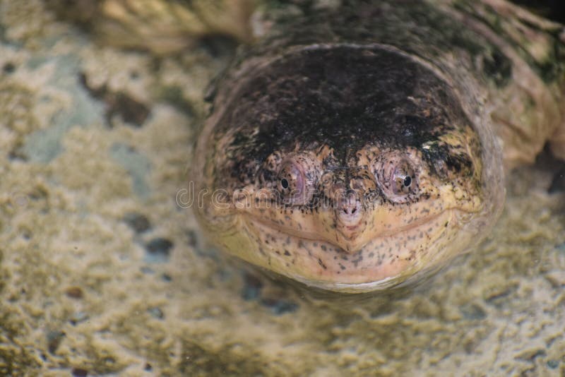 Snapping Turtle Face stock image. Image of shell, turtles - 32801675