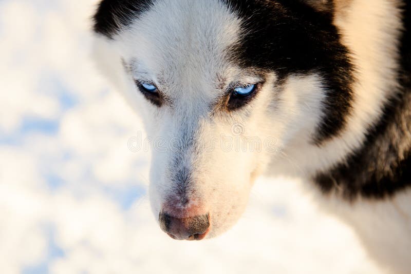 Close-up Snout Of Husky Dog Stock Image - Image of sledge, glance: 18765753
