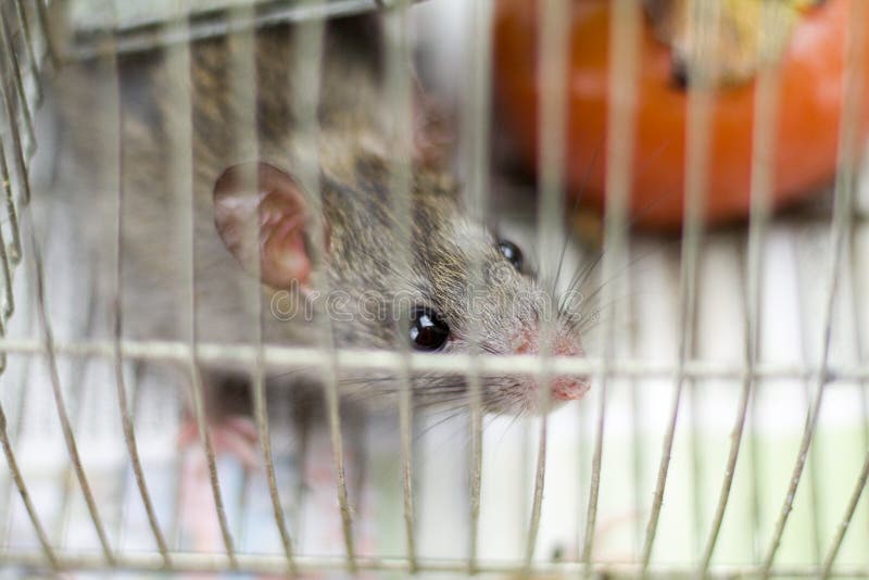 Close Up of a Snout Mouse in a Cage Stock Image - Image of watching ...