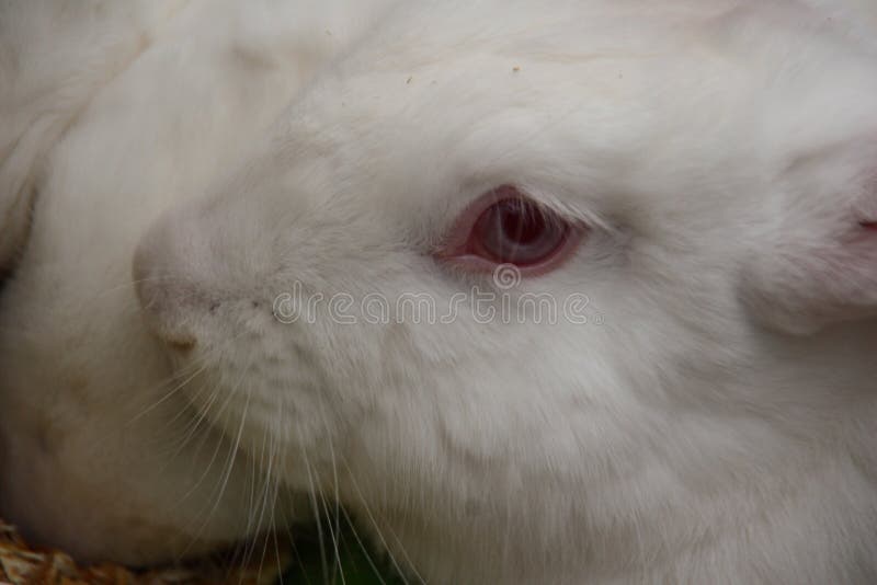 Close up snout rabbit stock image. Image of brown, color - 89794645