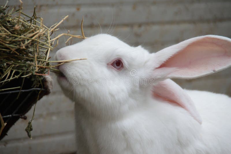 Close up snout rabbit stock image. Image of brown, color - 89794645