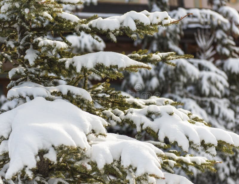 Close-up of Snow Covered Coniferous Pine Tree Stock Image - Image of ...