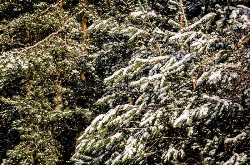 Close Up of Snow Covered Tree Branches of Pine Trees. Textured ...