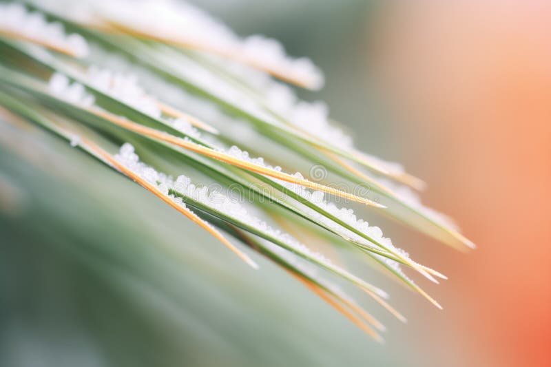 Close-up of Snow Crystals on a Pine Needle Stock Illustration ...